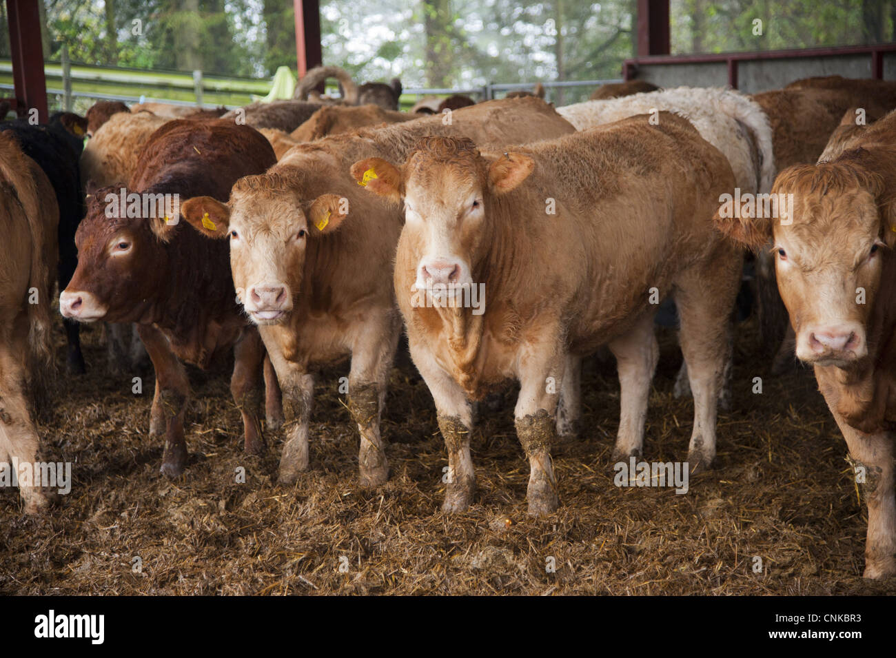 Domestic Cattle, beef herd, standing in straw feeding yards, Perth ...