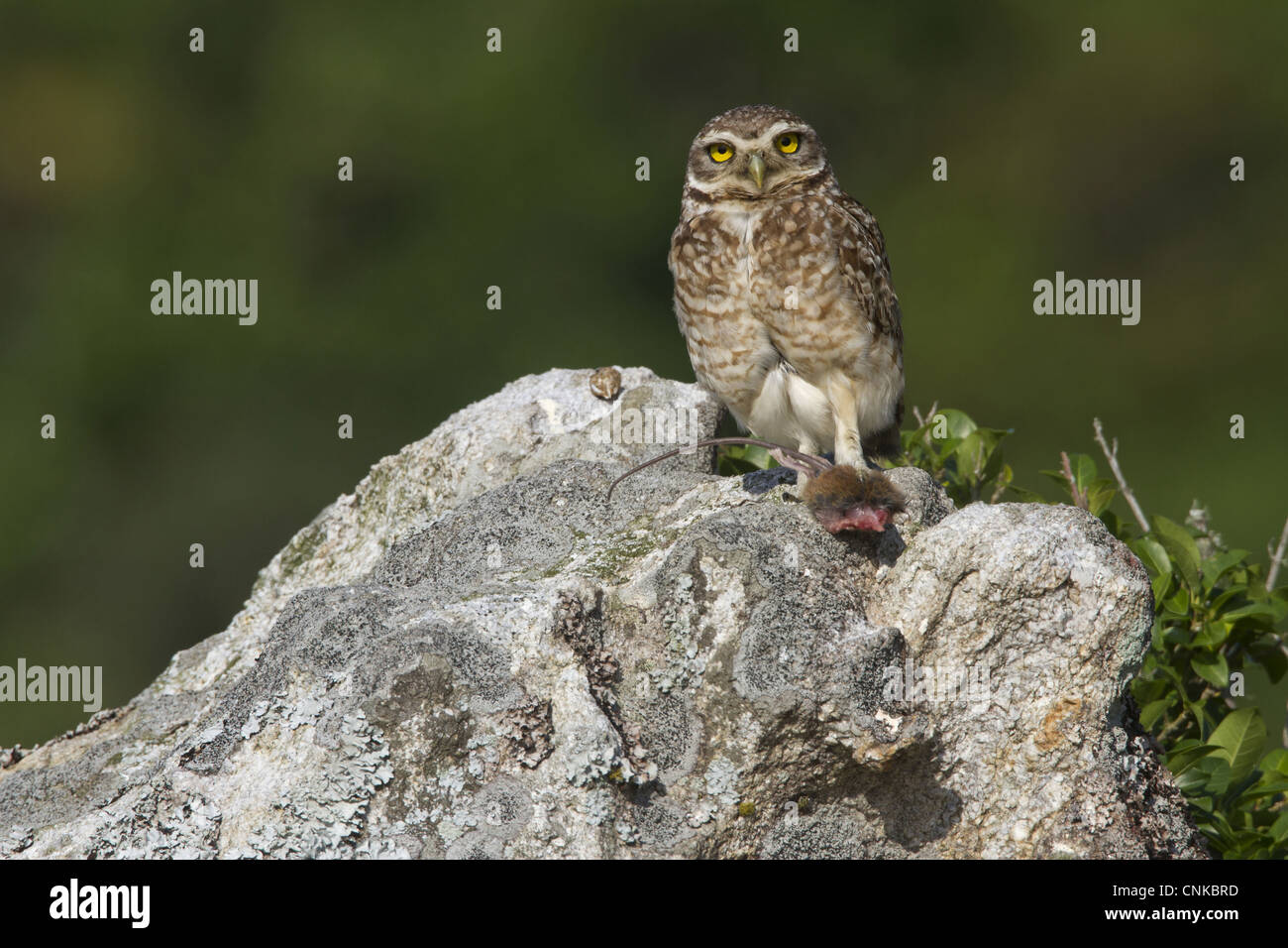 Burrowing Owl (Speotyto cunicularia) adult, feeding on rodent prey ...