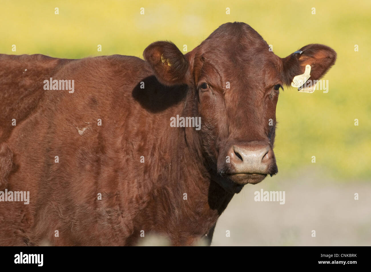 Domestic Cattle crossbreed cow close-up head coastal grazing marsh ...