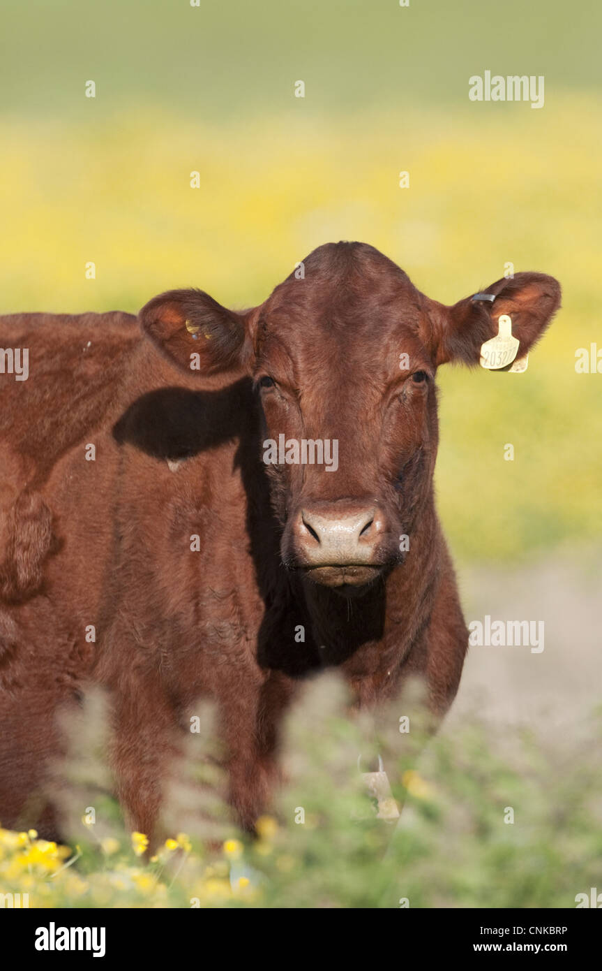 Domestic Cattle crossbreed cow close-up head coastal grazing marsh ...