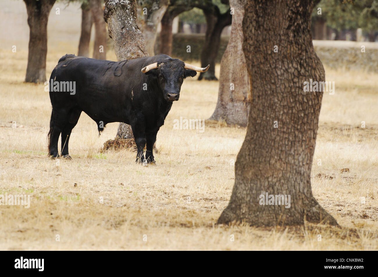 Domestic Cattle, Spanish Fighting Bull, bull, standing in dehesa ...