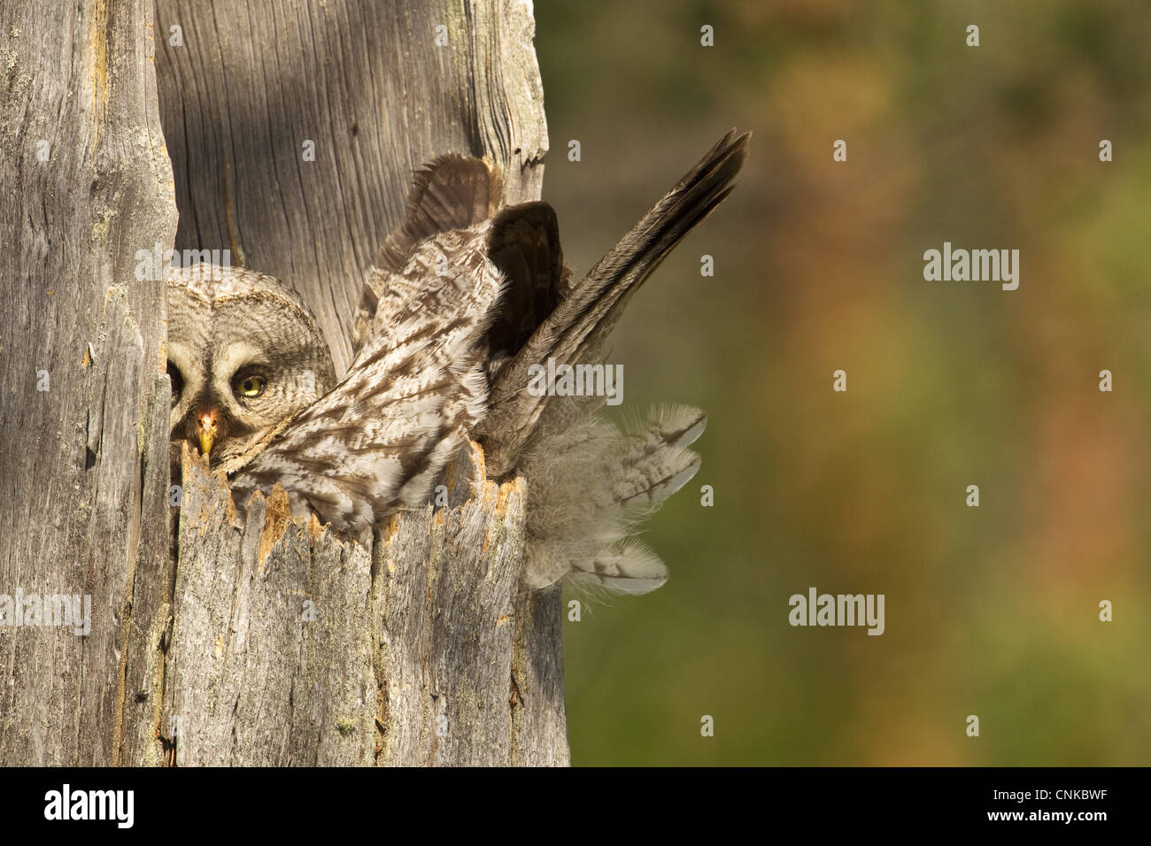 North american taiga hi-res stock photography and images - Alamy
