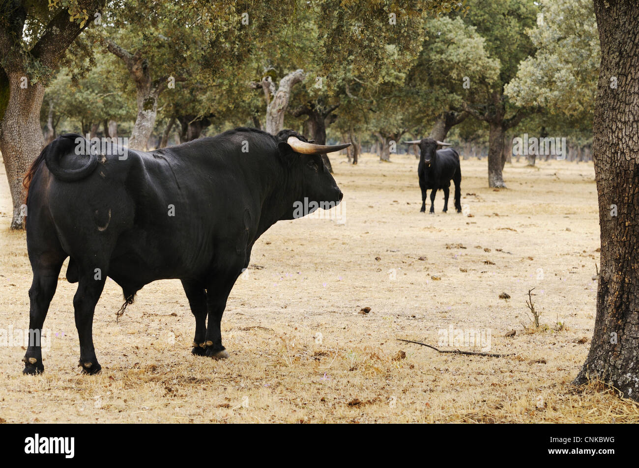 Domestic Cattle, Spanish Fighting Bull, two bulls, standing in dehesa ...