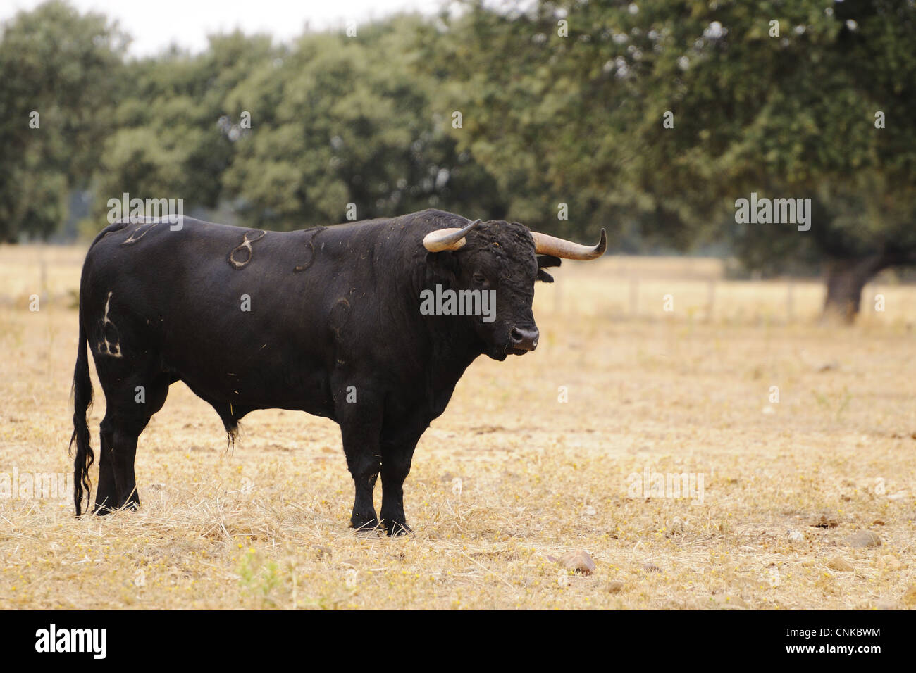 Domestic Cattle, Spanish Fighting Bull, bull, standing in dehesa ...