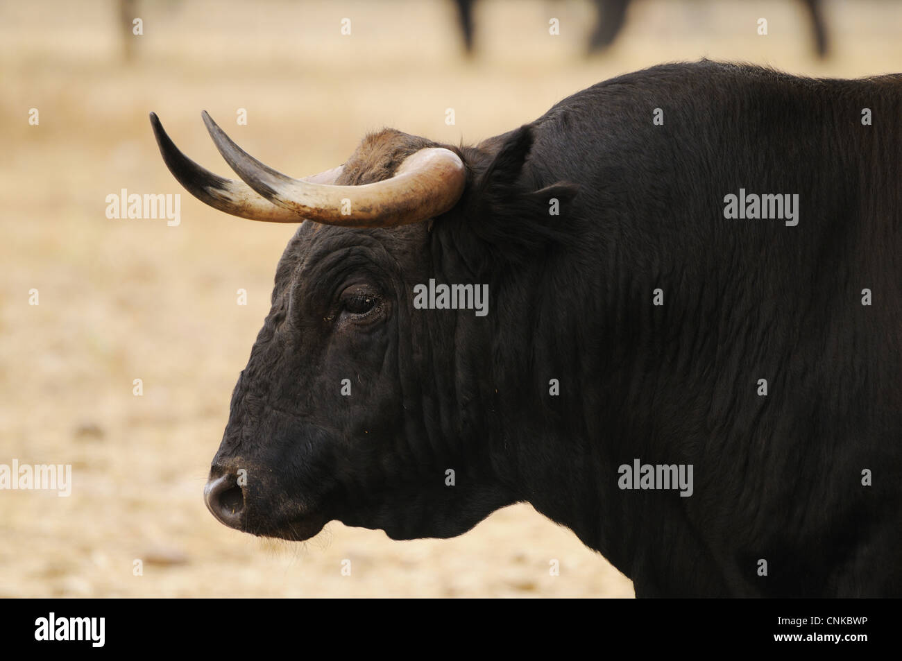 Domestic Cattle, Spanish Fighting Bull, bull, close-up of head, in ...