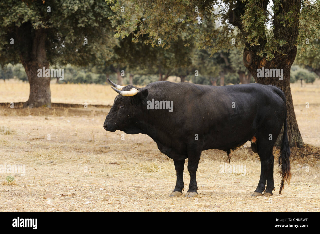 Domestic Cattle, Spanish Fighting Bull, bull, standing in dehesa ...