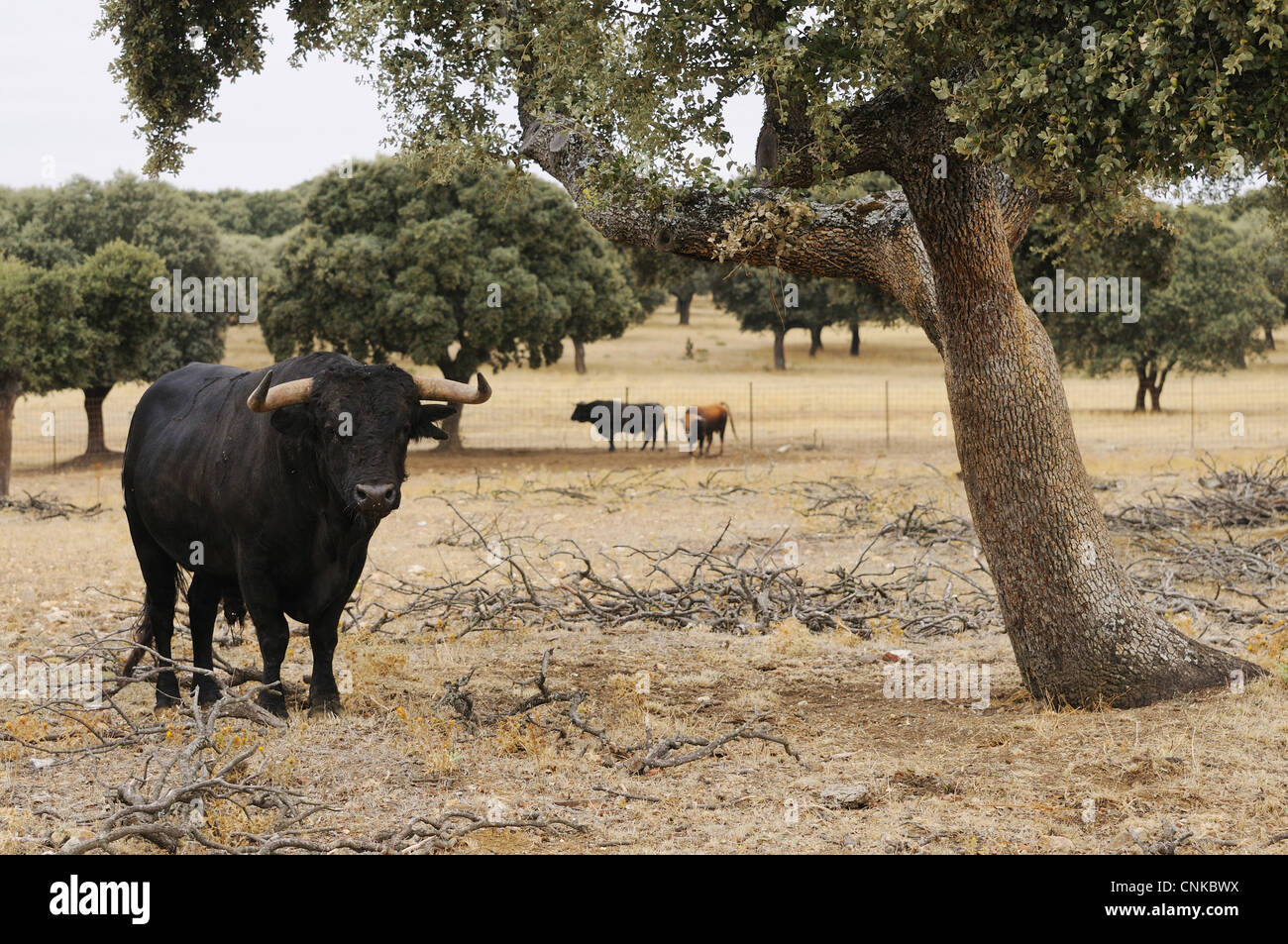 Domestic Cattle, Spanish Fighting Bull, bulls, standing in dehesa ...