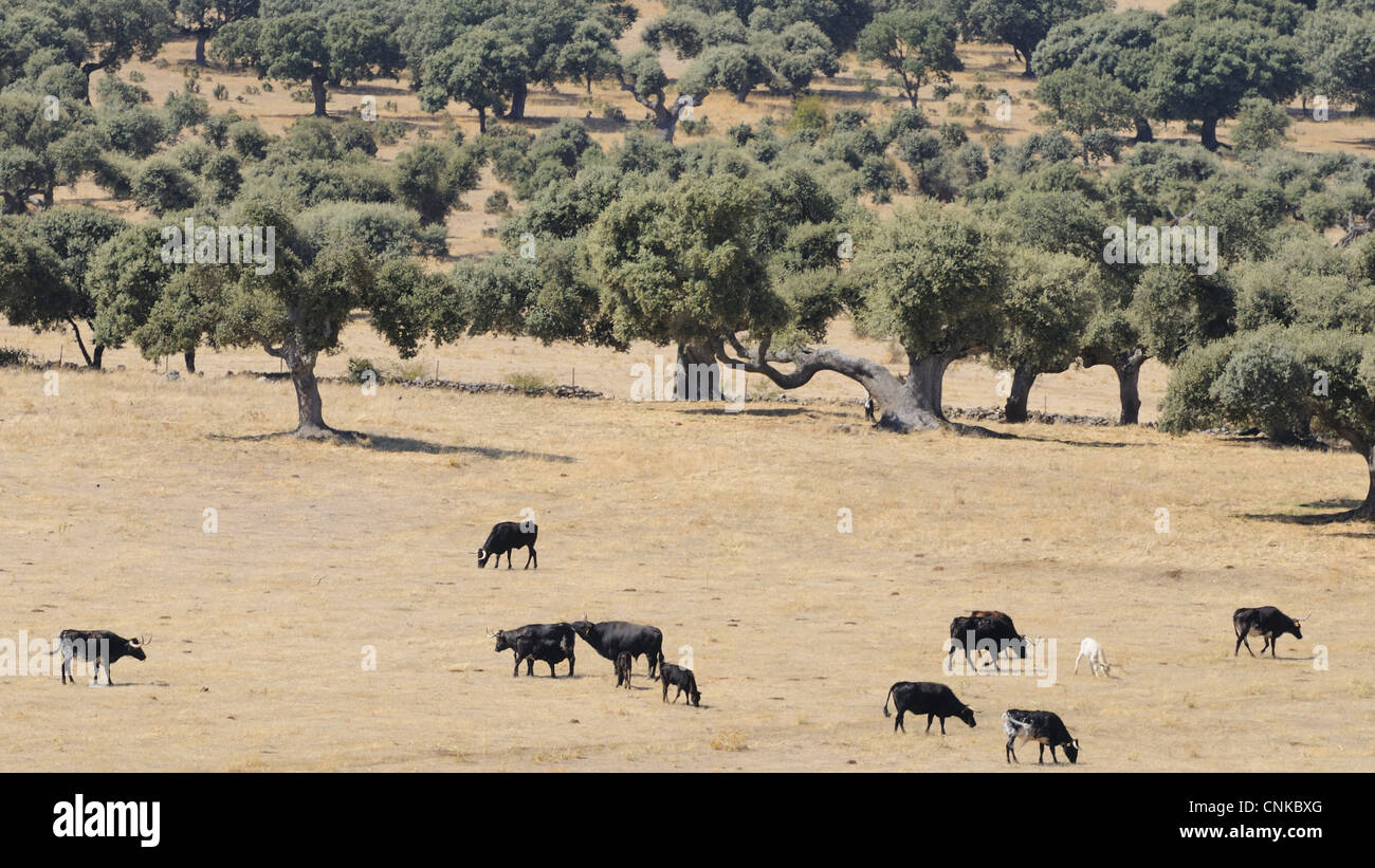 Domestic Cattle Spanish Fighting Bull bull cows calves traditional low ...