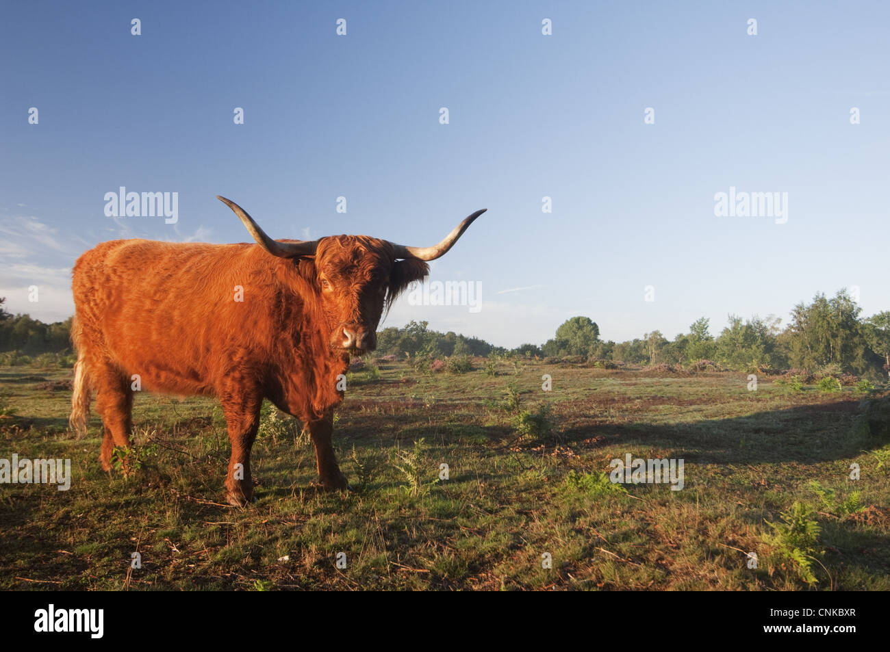 Highland Cattle, cow, standing in lowland heathland habitat at dawn ...