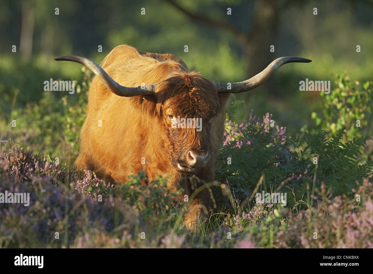 Highland Cattle, cow, feeding amongst heather and bracken on lowland ...