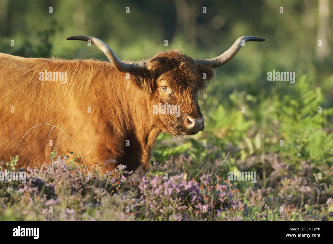 Highland Cattle, cow, walking through heather and bracken on lowland ...