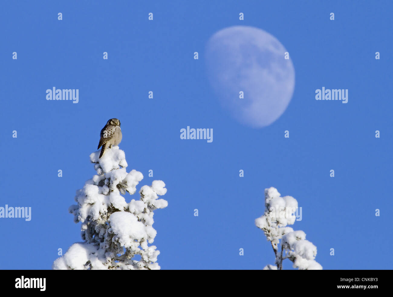Northern Hawk Owl Surnia ulula adult perched snow covered Norway Spruce ...
