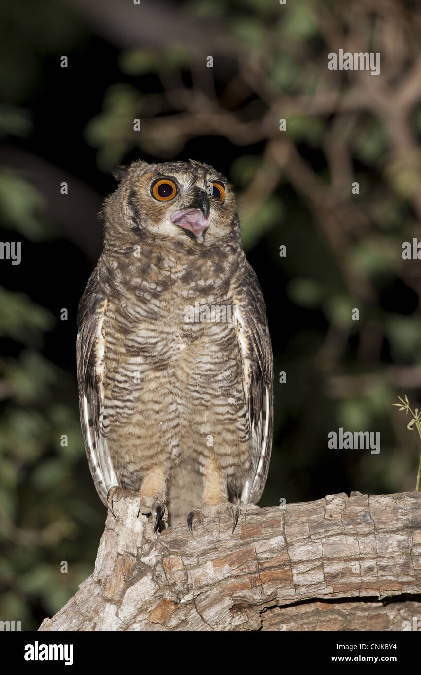 Owl with beak open hi-res stock photography and images - Alamy
