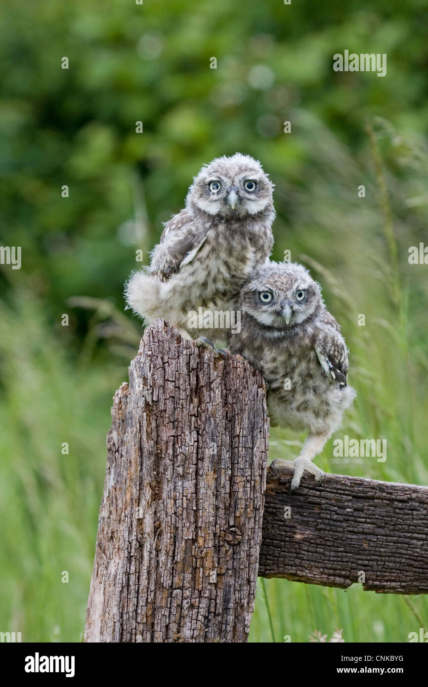 Little Owl (Athene noctua) two fledgling chicks, standing on fence ...