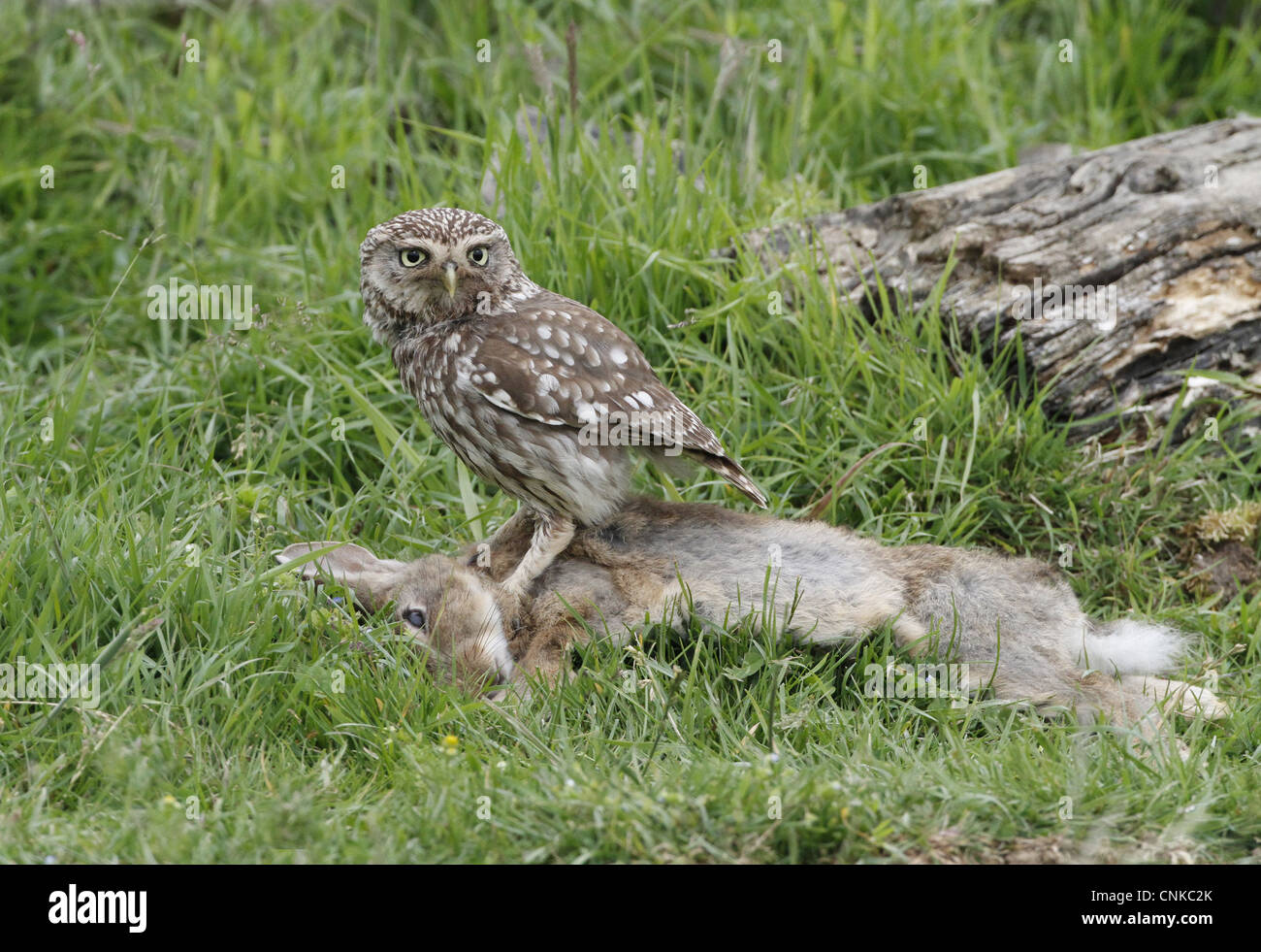 Rabbit owl hi-res stock photography and images - Alamy