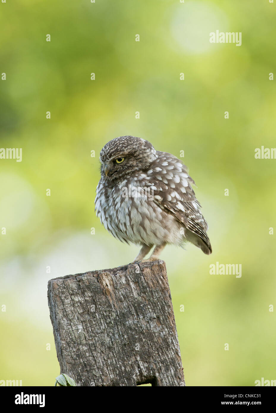 Little Owl (Athene noctua) adult, with feathers fluffed up, standing on ...