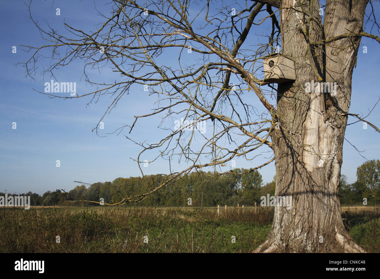 Dead box trees hi-res stock photography and images - Alamy