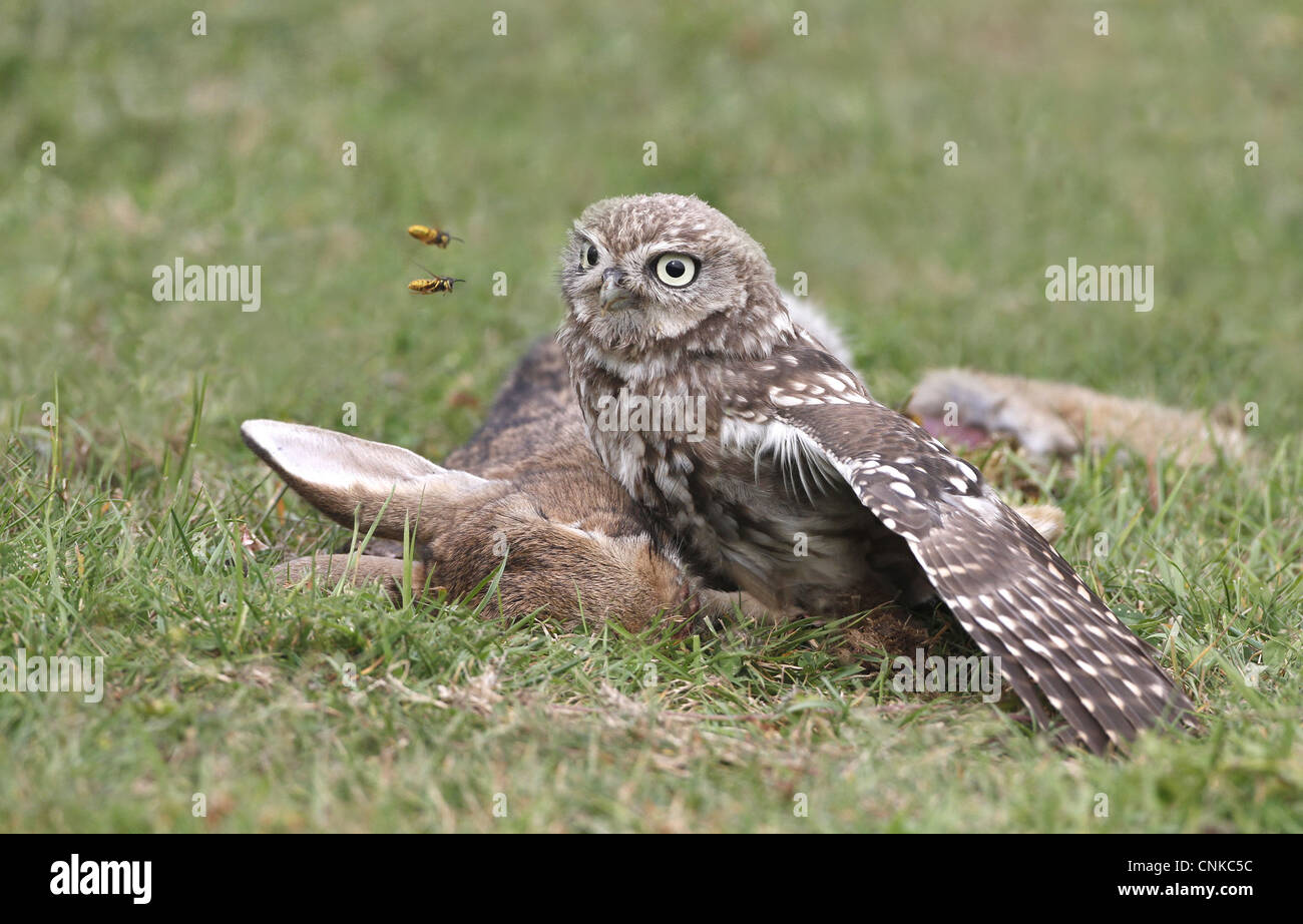 Rabbit owl hi-res stock photography and images - Alamy