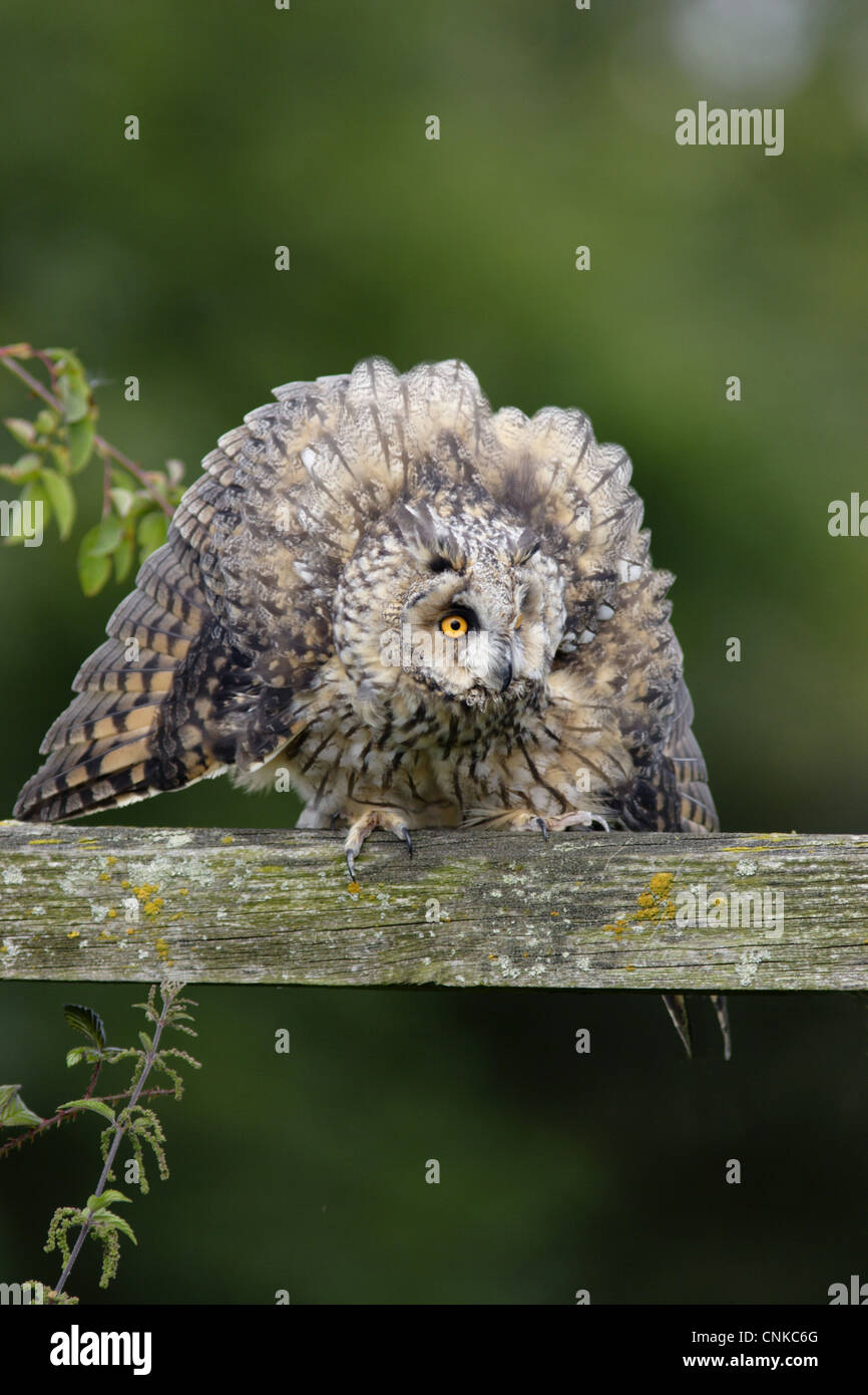 Threatening posture hi-res stock photography and images - Alamy