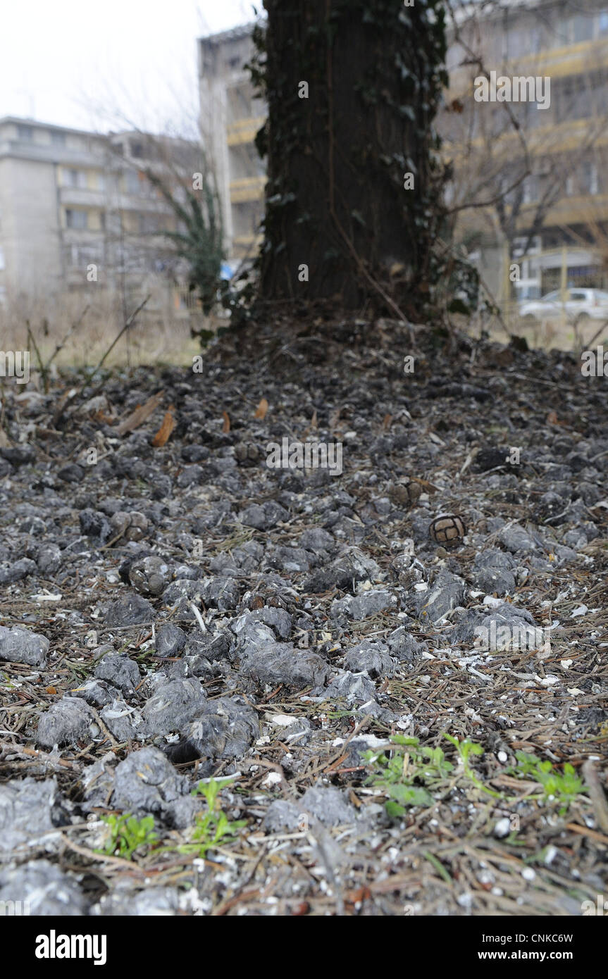 Communal roosting sites hi-res stock photography and images - Alamy