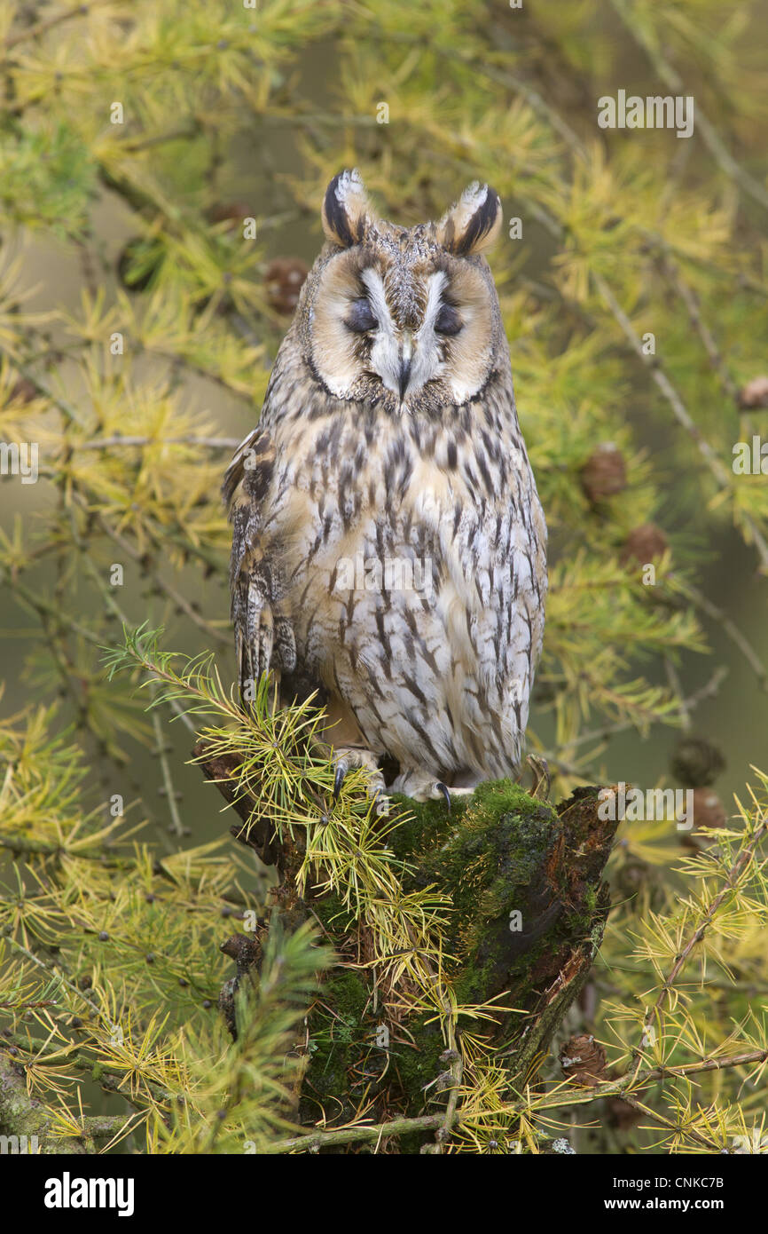 Long-eared Owl Asio otus adult eyes closed perched mossy stump amongst ...