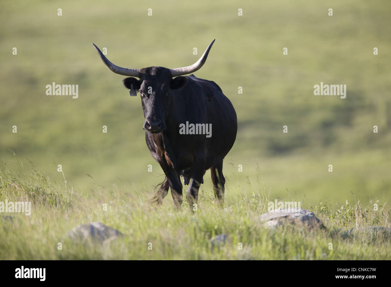 Domestic Cattle, Texas Longhorn cow, standing on prairie, Oakes, North ...