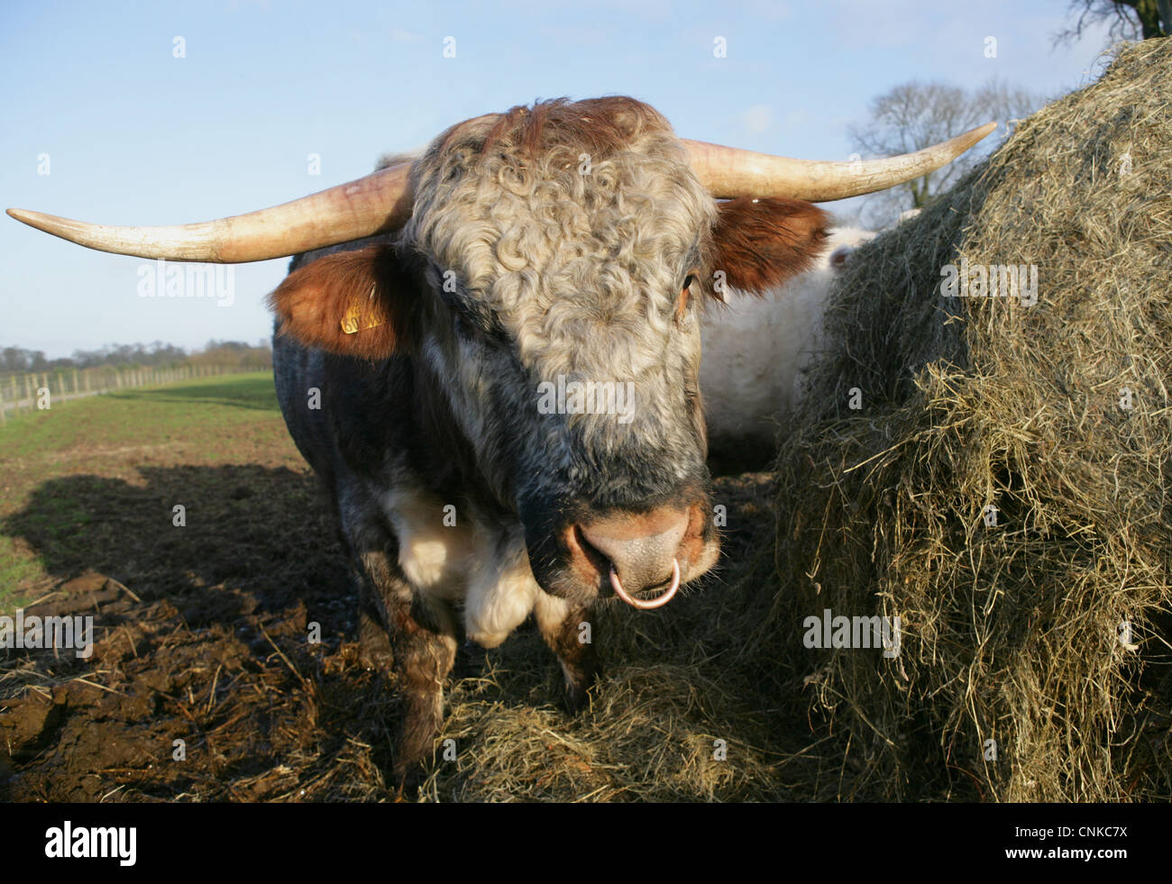 Hay rings hi-res stock photography and images - Alamy