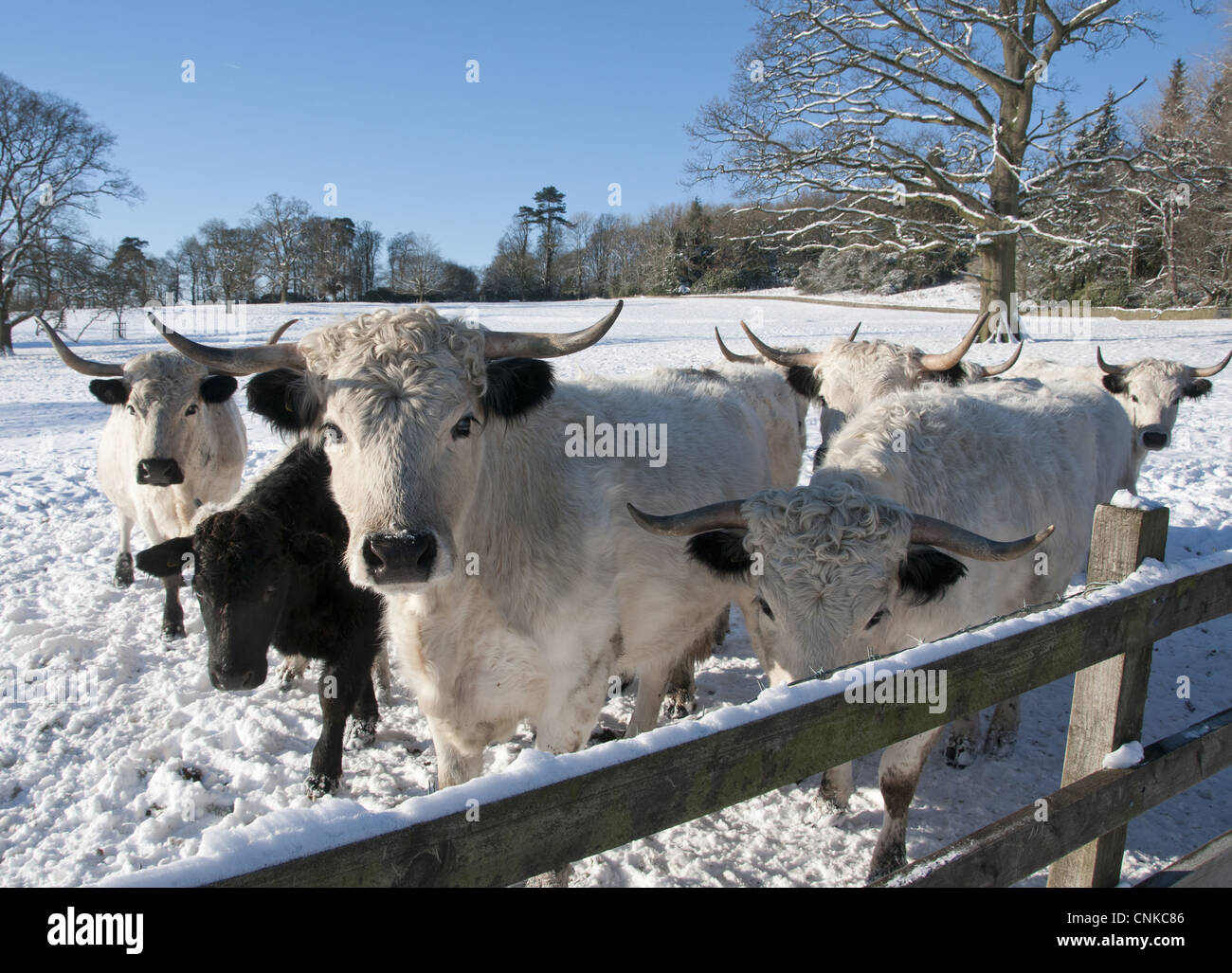 White park cattle uk hi-res stock photography and images - Alamy