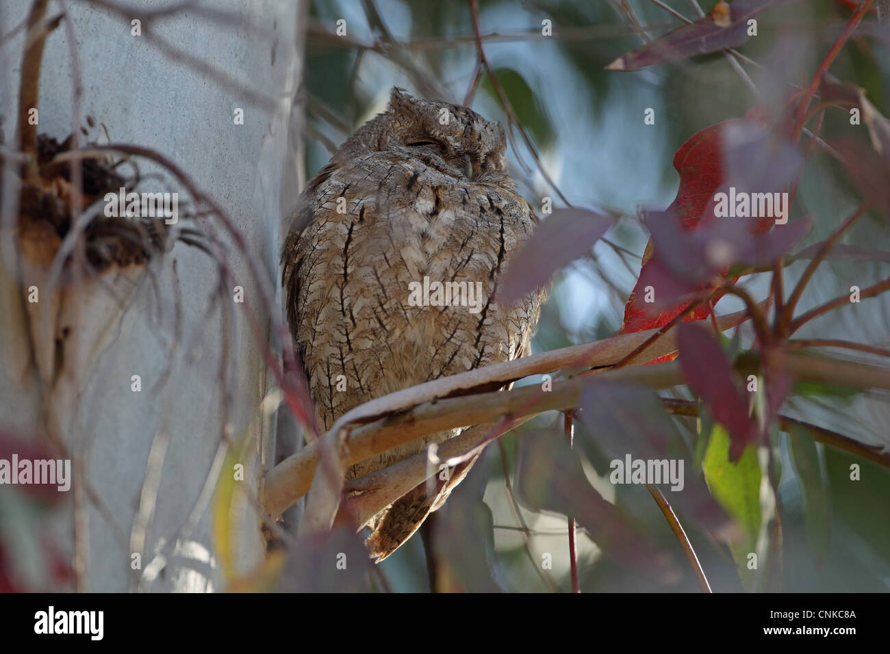 Greek owl hi-res stock photography and images - Alamy