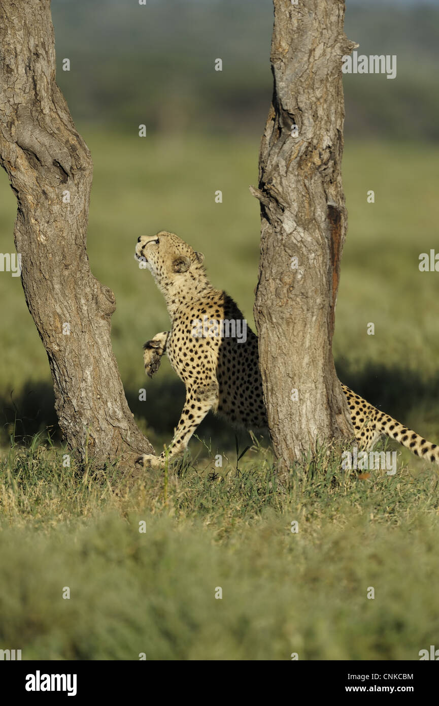 Cheetah (Acinonyx jubatus) adult male, climbing up tree trunk ...