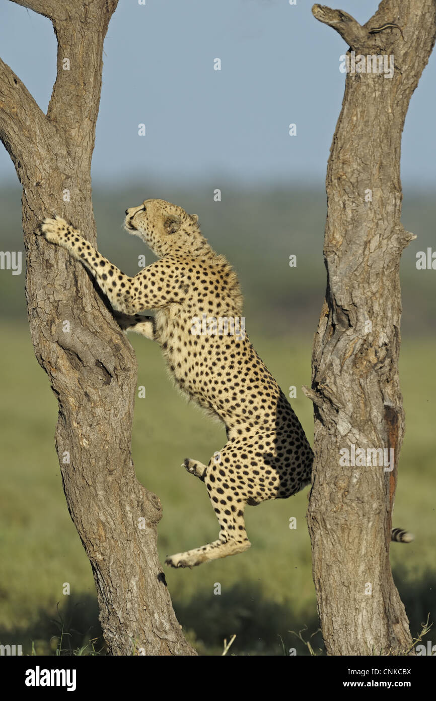 Cheetahs climbing hi-res stock photography and images - Alamy