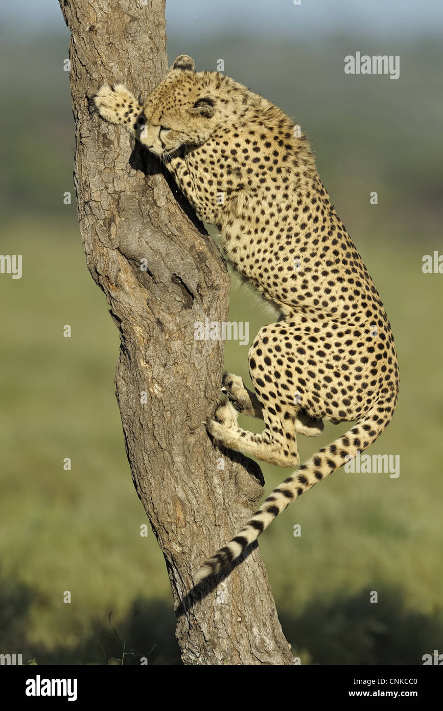 Tanzanian cheetahs hi-res stock photography and images - Alamy