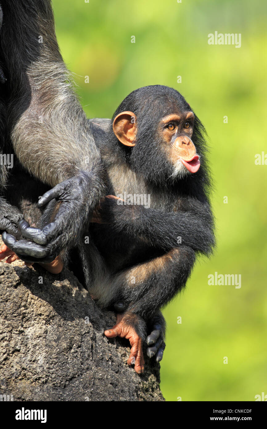 Chimpanzee (Pan troglodytes) young, hooting, sitting beside mother ...