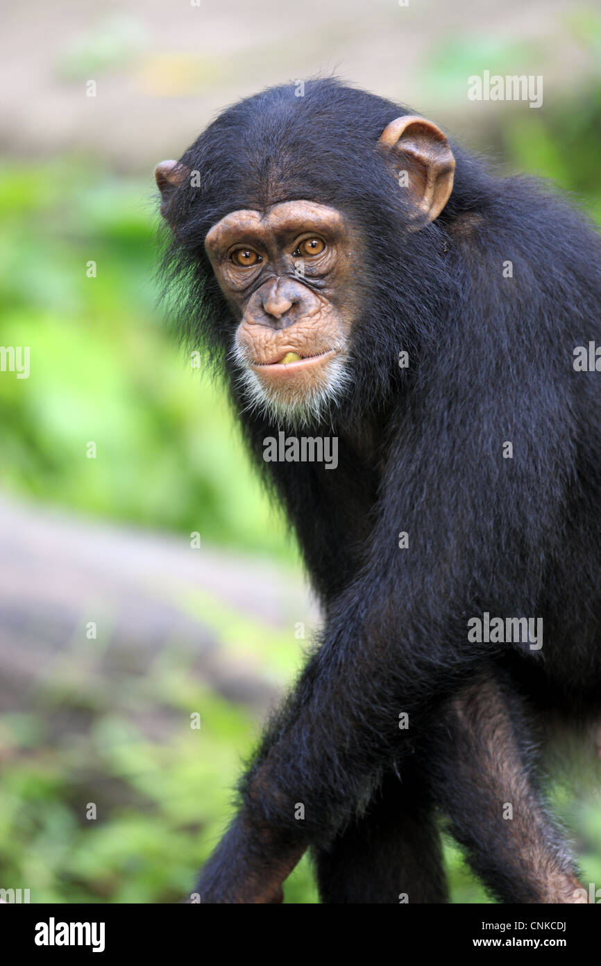 Chimp arms hi-res stock photography and images - Alamy