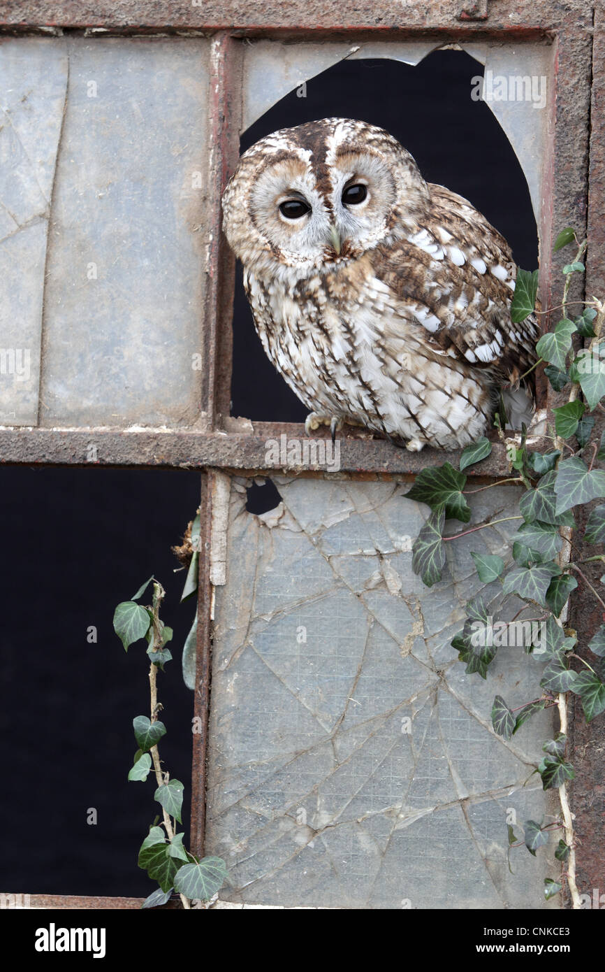 Tawny Owl (Strix aluco) adult, looking out from broken glass at window ...