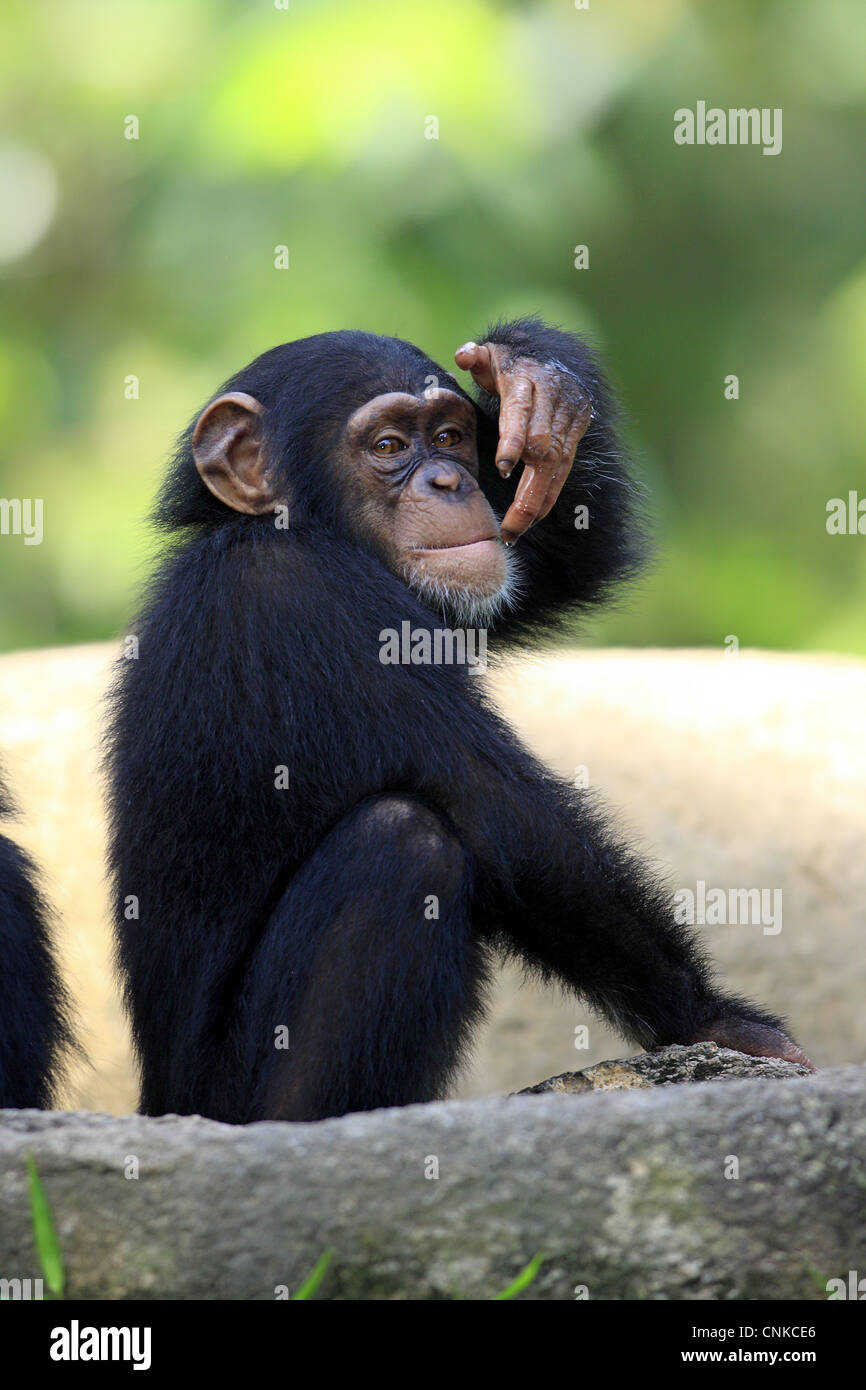Chimpanzee (Pan troglodytes) young, drinking, scooping up water in hand ...