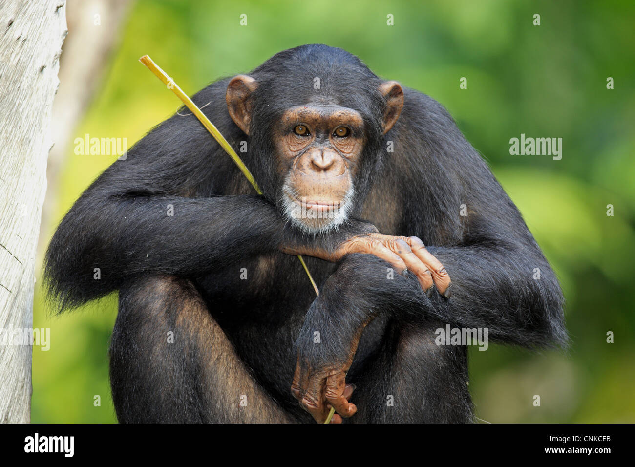 Chimpanzee (Pan troglodytes) adult, close-up of head and arms (captive ...