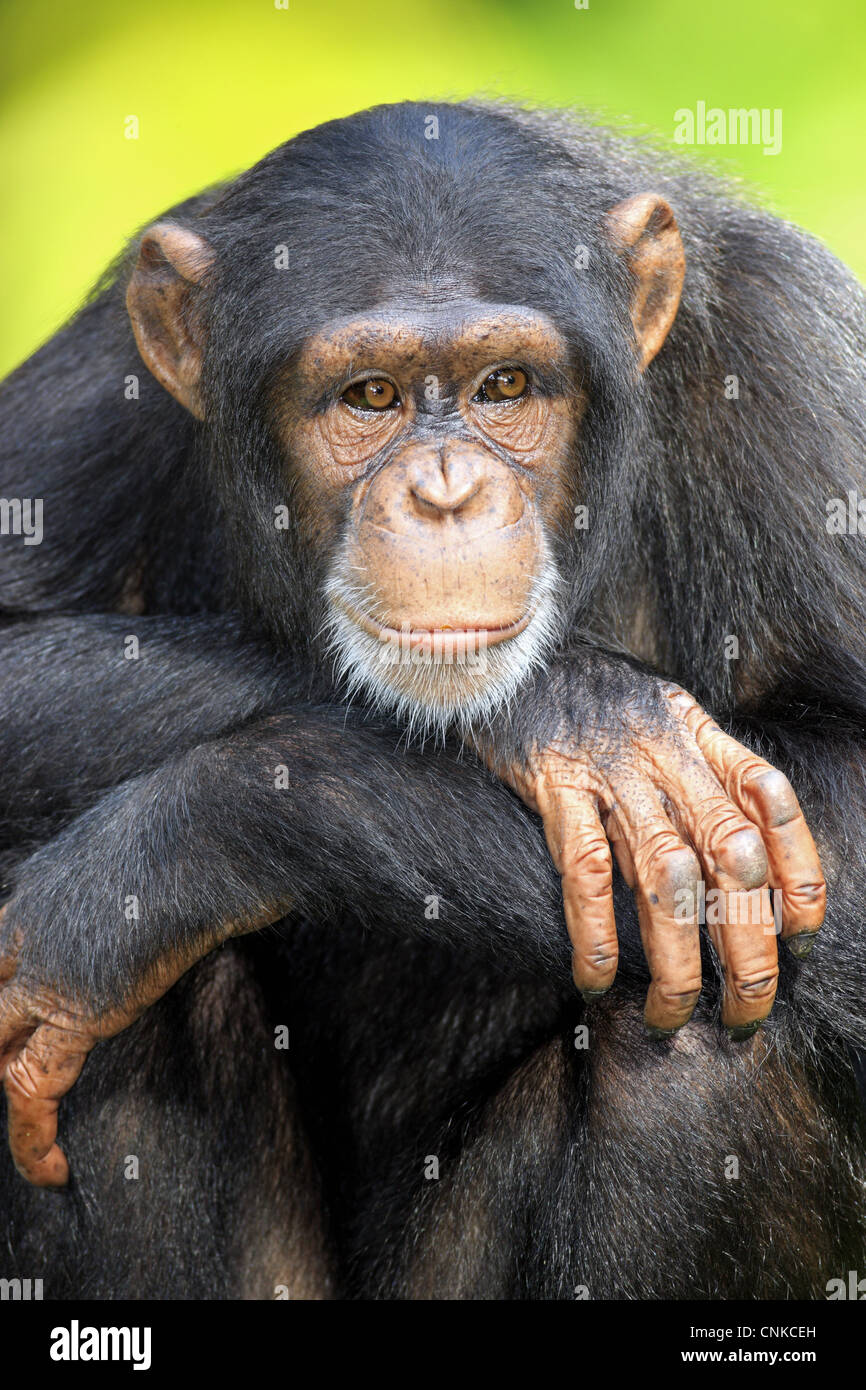 Chimpanzee (Pan troglodytes) adult, close-up of head and arms (captive ...