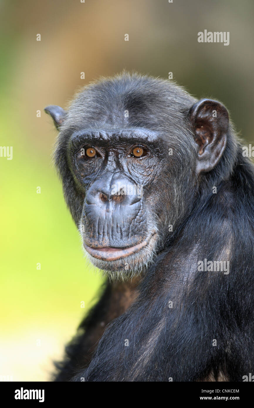 Chimpanzees head hi-res stock photography and images - Alamy