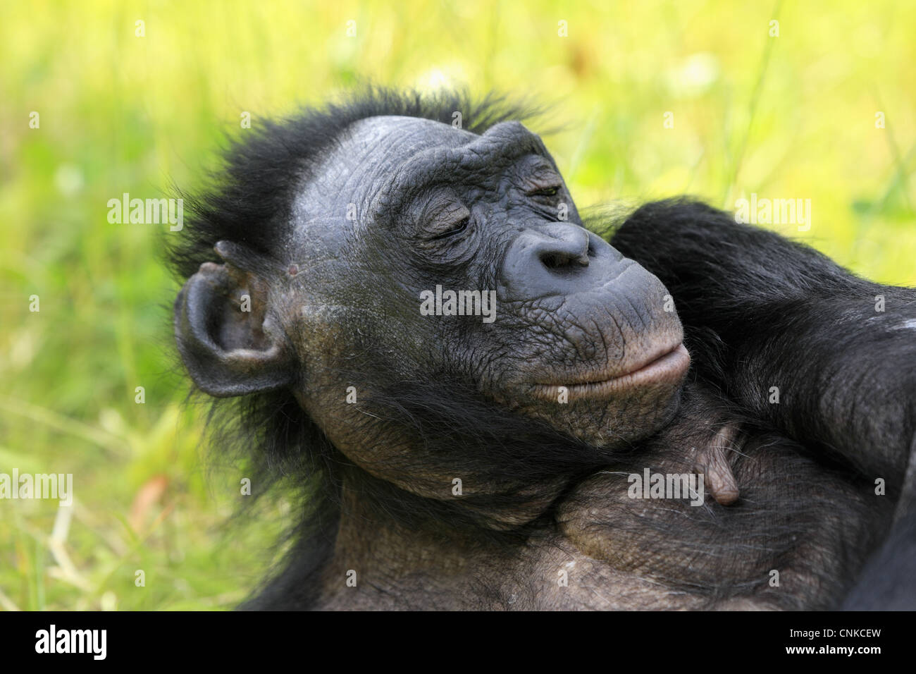 Bonobo (Pan paniscus) adult female, resting, close-up of head, captive ...