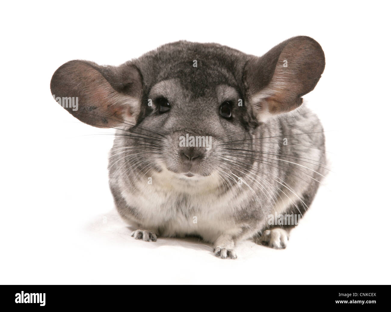 Chinchilla (Chinchilla sp.) grey adult, sitting Stock Photo - Alamy