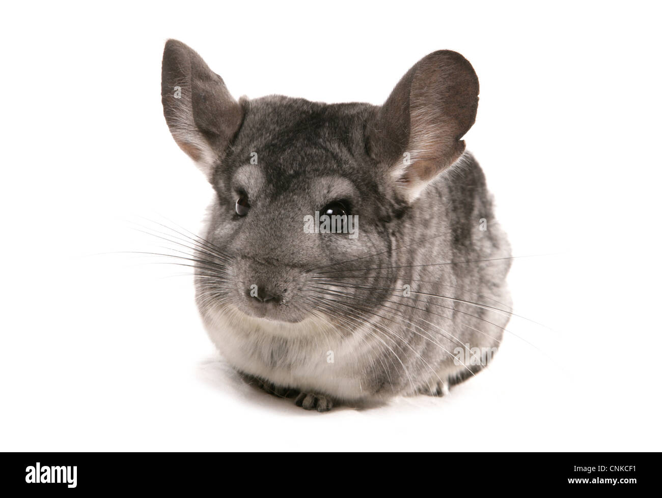 Chinchilla (Chinchilla sp.) grey adult, sitting Stock Photo - Alamy