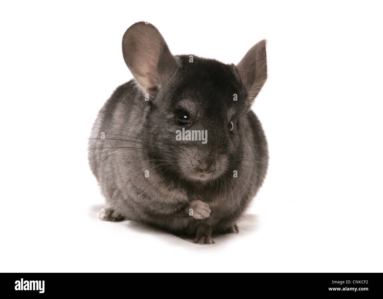 Black chinchilla hi-res stock photography and images - Alamy