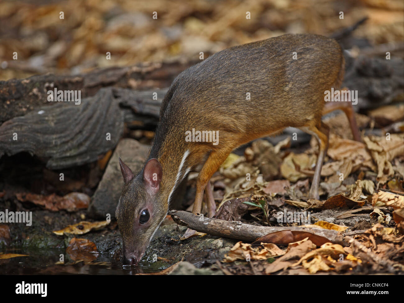 Lesser Mouse-deer (Tragulus kanchil) adult male, drinking from forest ...