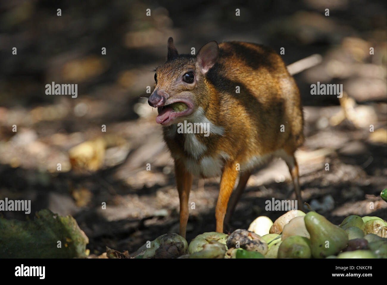 Lesser Mouse-deer (Tragulus kanchil) adult female, feeding on fallen ...