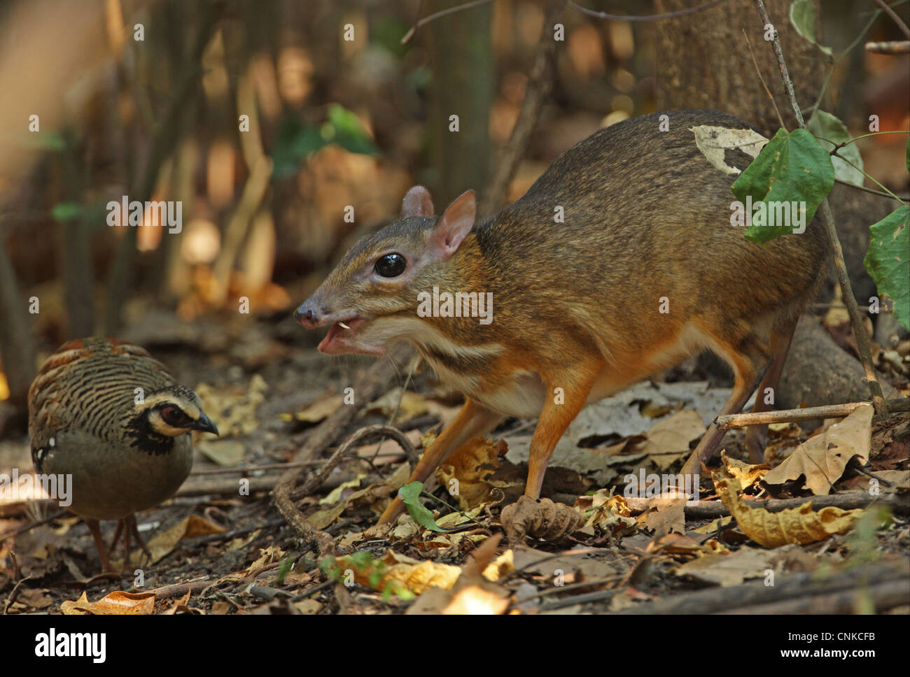 Lesser Mouse-deer Tragulus kanchil adult male feeding fallen fruit Bar ...