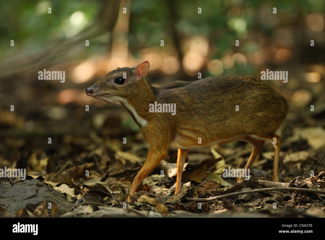 Lesser Mouse-deer (Tragulus kanchil) adult, walking on forest floor ...