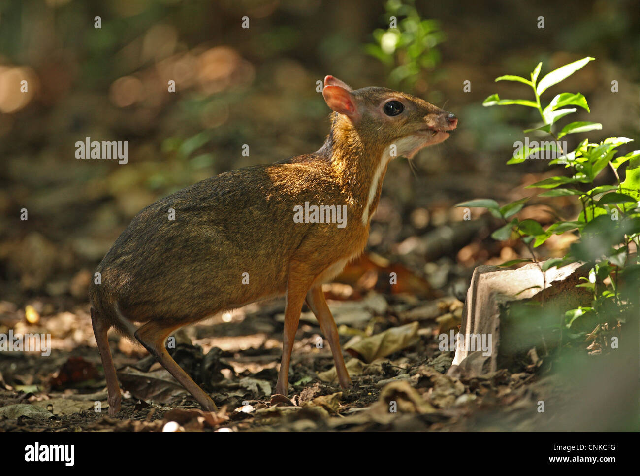 Lesser Mouse-deer (Tragulus kanchil) adult, standing on forest floor ...