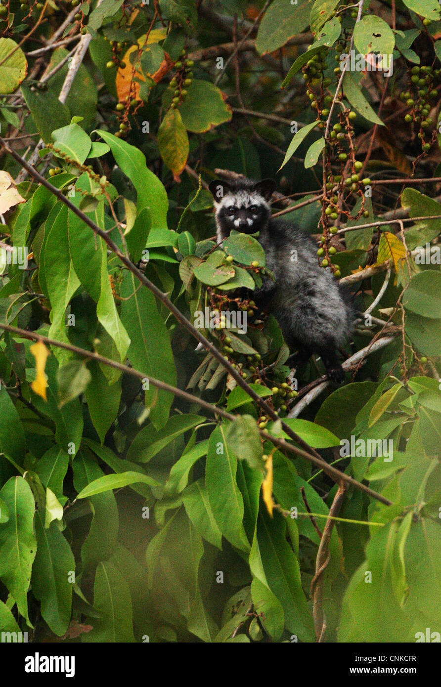 Common Palm Civet (Paradoxurus hermaphroditus) adult, climbing in ...