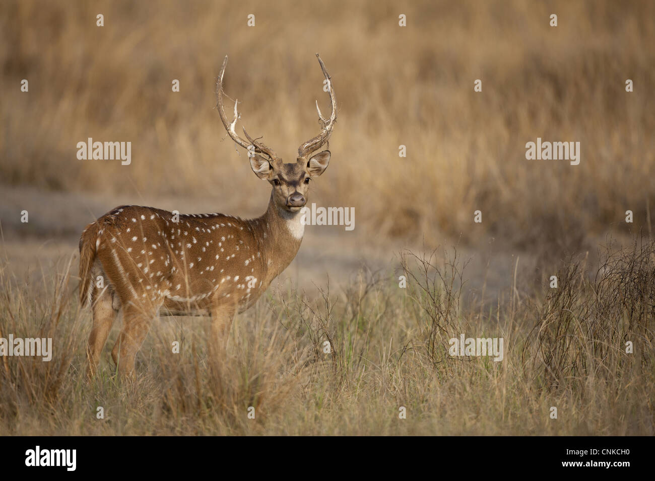 Spotted Deer (Axis axis) adult male, standing in grass, Kanha N.P ...
